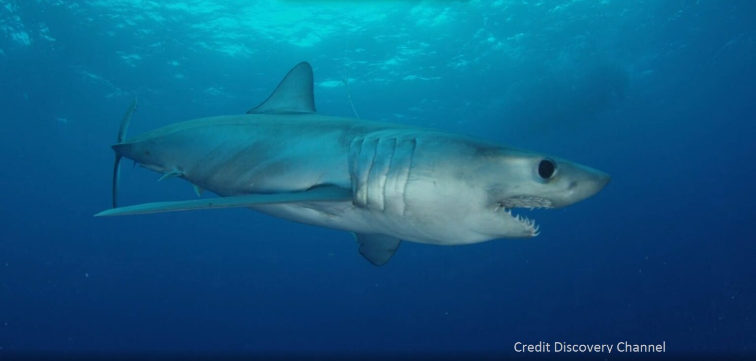 Why Do Deep Sea Fish Resurface? Unveiling the Mysterious Behavior ...