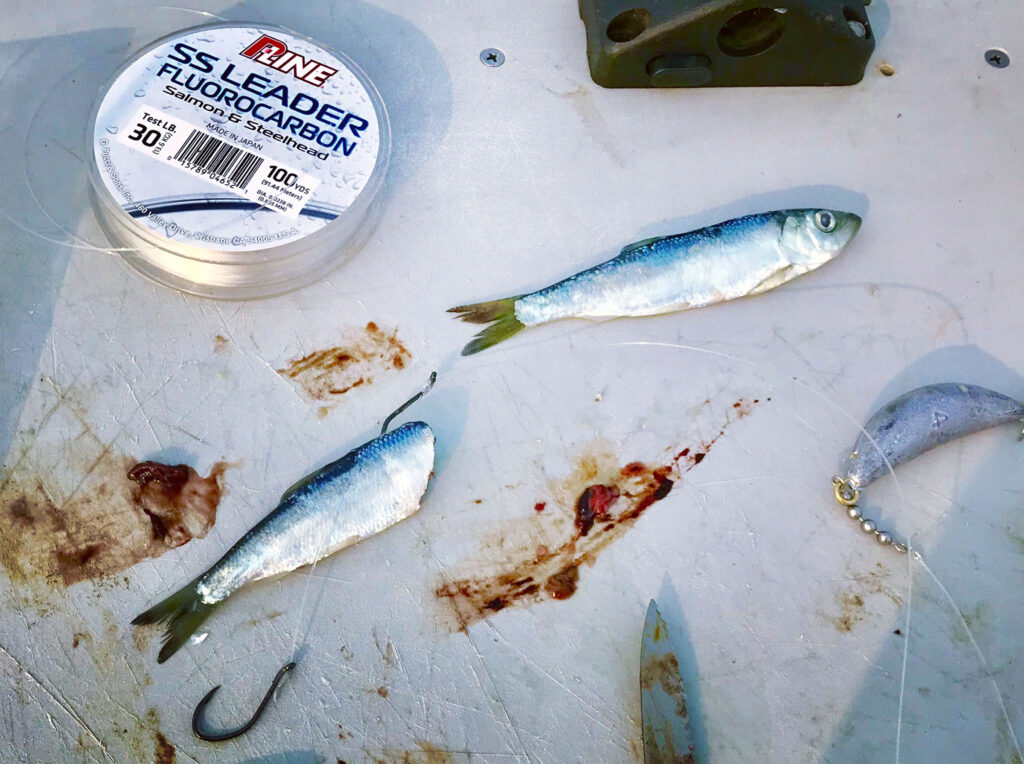 Mastering the Art: Rig Frozen Shrimp for Surf Fishing Mastery ...