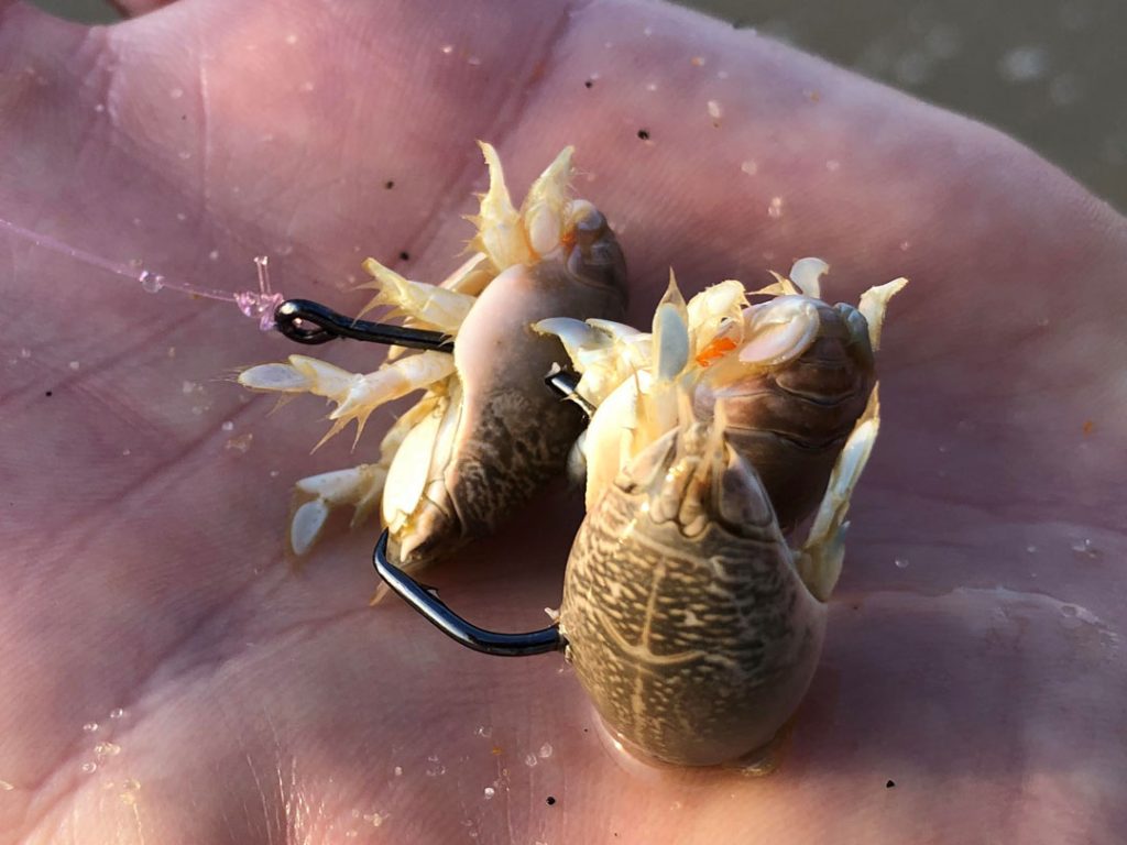 How to Master the Art of Rigging Sand Fleas for Surf Fishing - BackCast ...