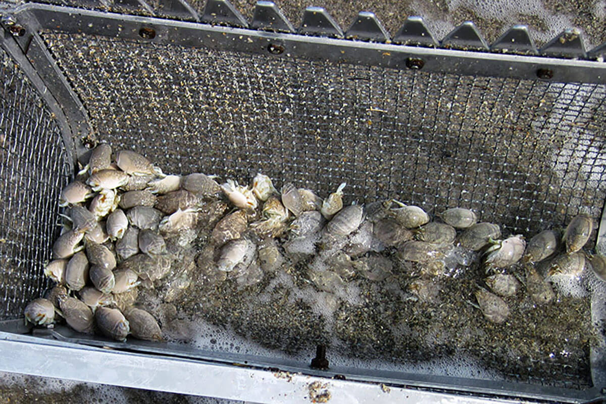 How to Master Sand Flea Rigs: Expert Techniques for Surf Fishing ...