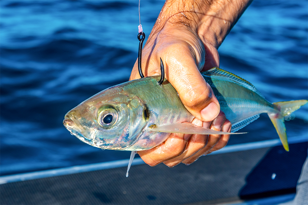 Best Live Baits for Spinning Fishing: Expert Tips - BackCast Fly Fishing