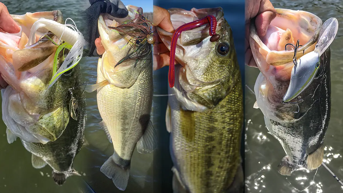 How to Choose the Right Lure for Bass Fishing: Expert Tips - BackCast ...